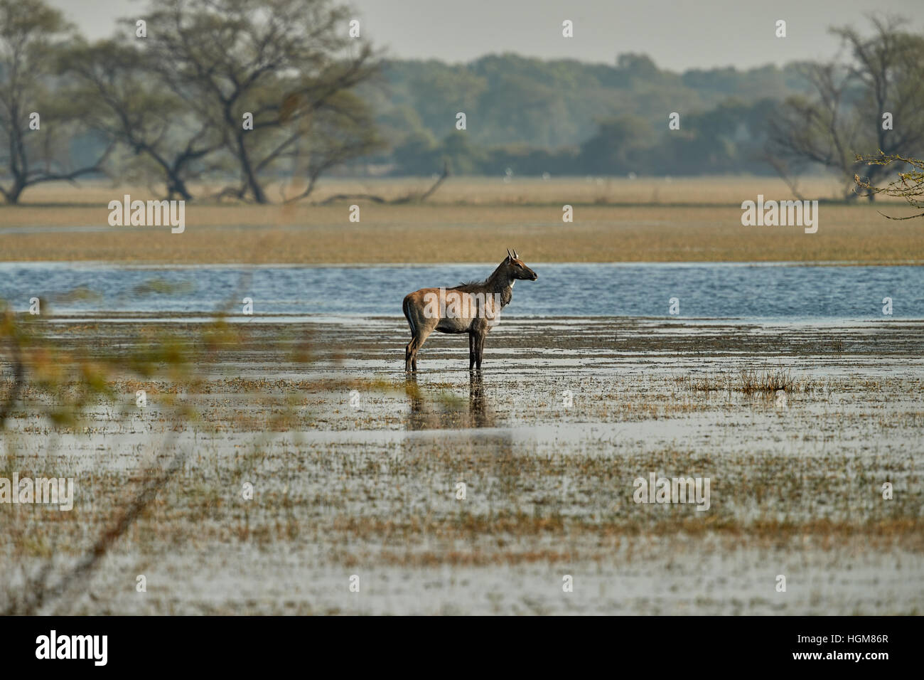 A female blue bull (Boselaphus tragocamelus) standing in water in ...