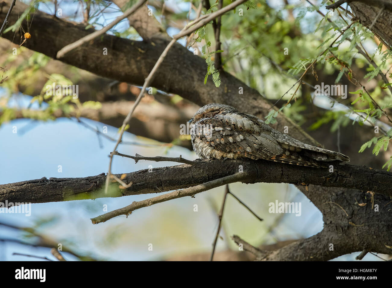 The jungle nightjar (Caprimulgus indicus). camouflaged on the ...