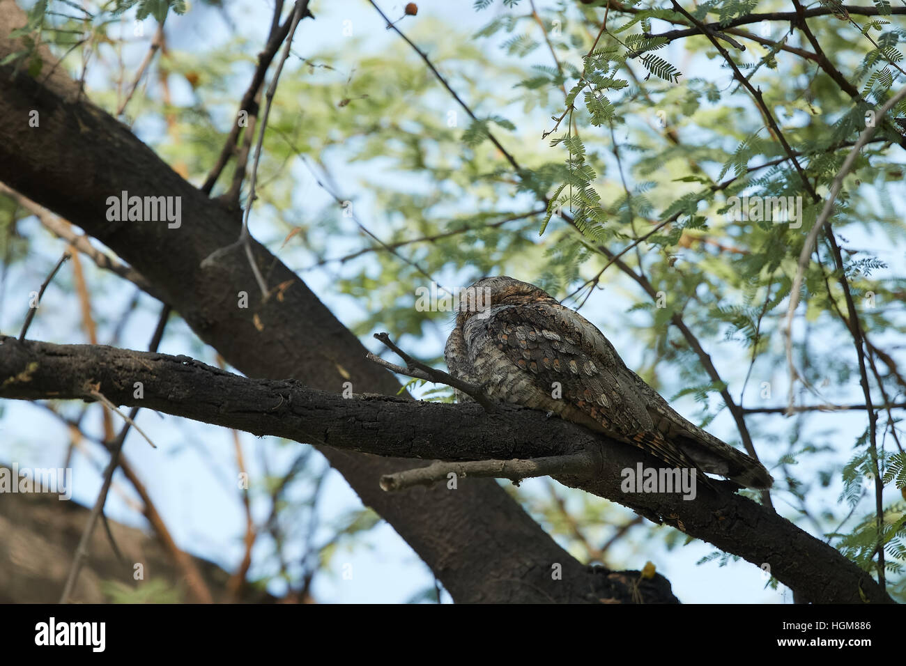 The jungle nightjar (Caprimulgus indicus). camouflaged on the ...