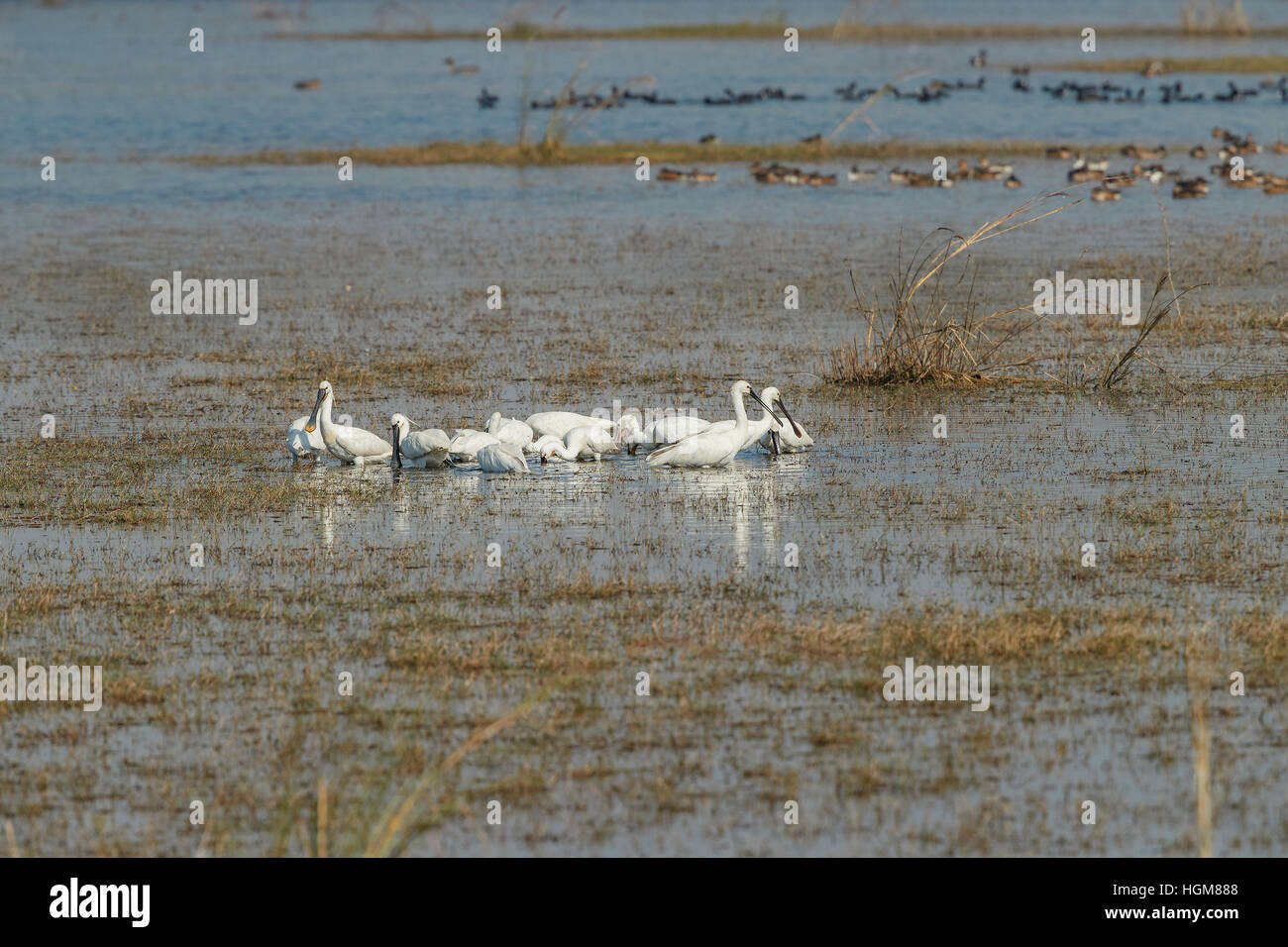 Spoonbill Stork - Wild Bird Background from India - Nature's unique ...
