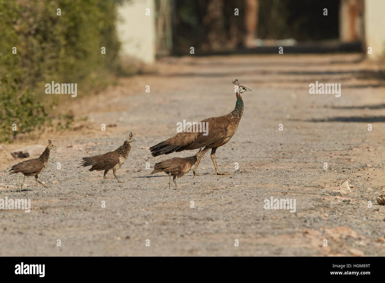 Three Peachicks and Peahen. A peachick is the offspring of a Peacock ...