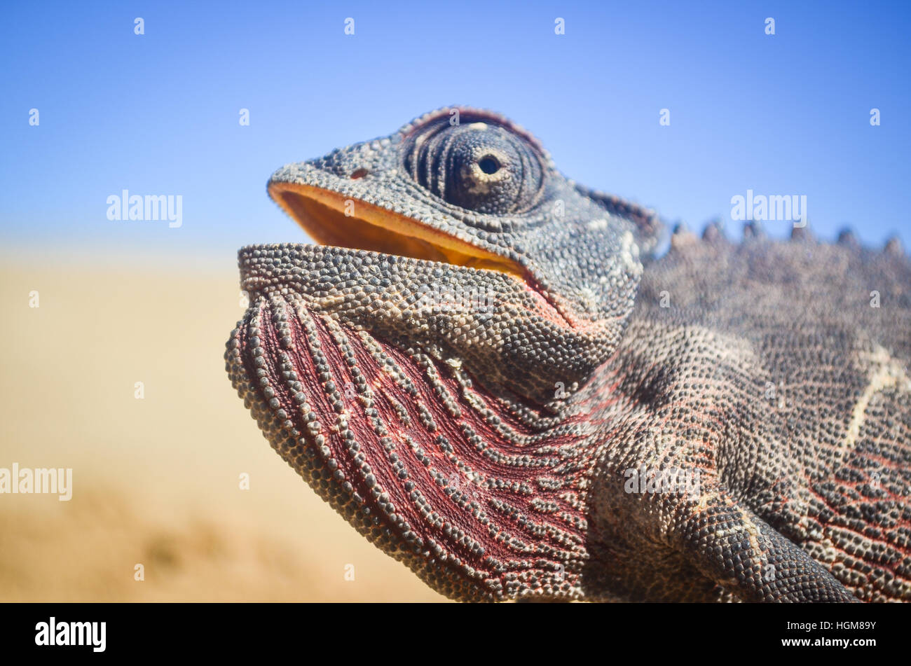 Namaqua chameleon in Dorob National Park, Namibia Stock Photo - Alamy