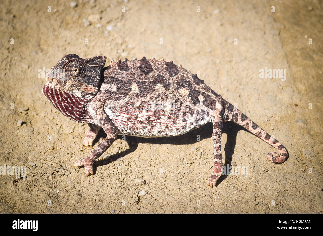 Namaqua chameleon in Dorob National Park, Namibia Stock Photo - Alamy