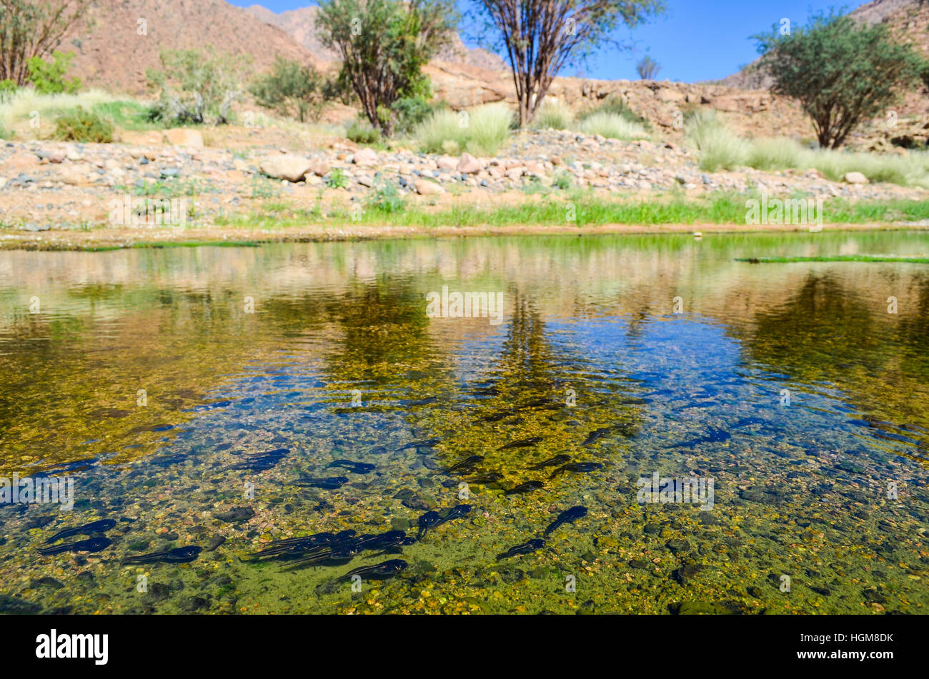 Spring on the Brandberg mountain, Damaraland, Namibia Stock Photo - Alamy