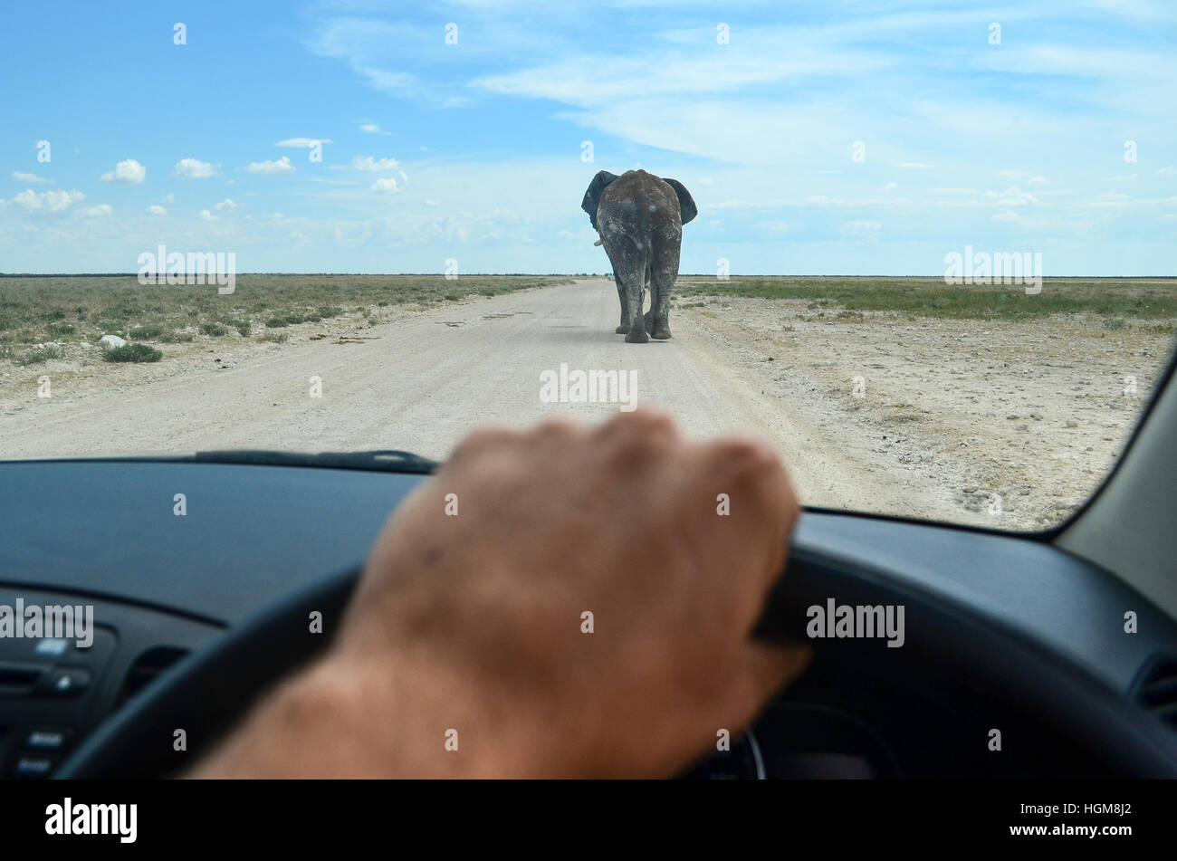 Driving behind an elephant in Etosha National Park Stock Photo - Alamy