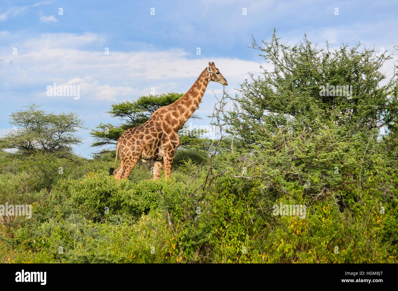 Giraffe explorer hi-res stock photography and images - Alamy