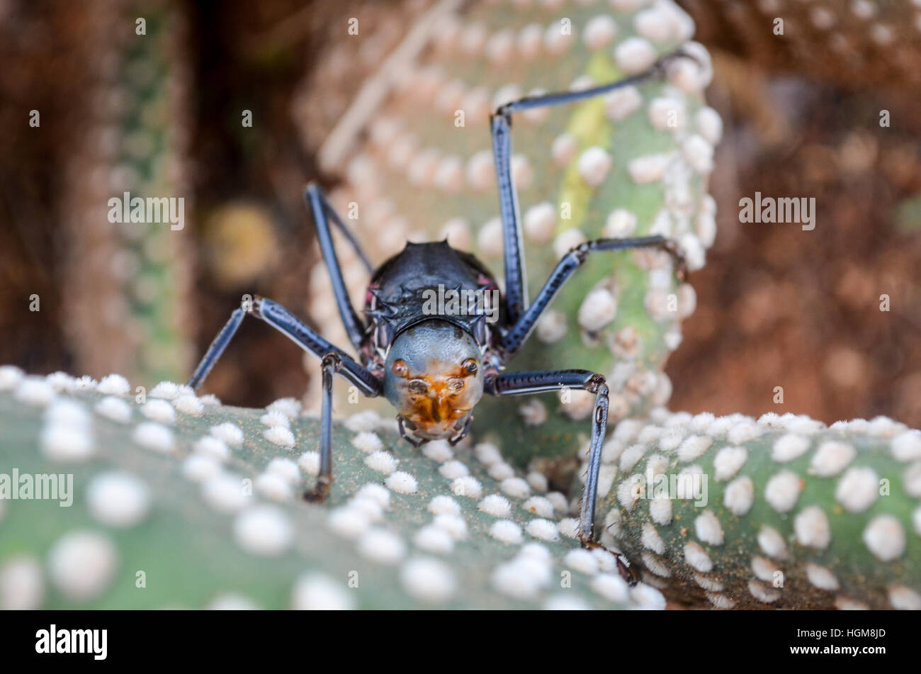 Armored cricket hi-res stock photography and images - Alamy