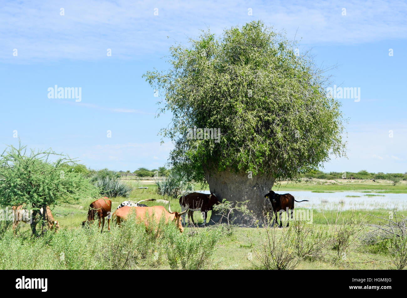 Namibian cows hi-res stock photography and images - Alamy