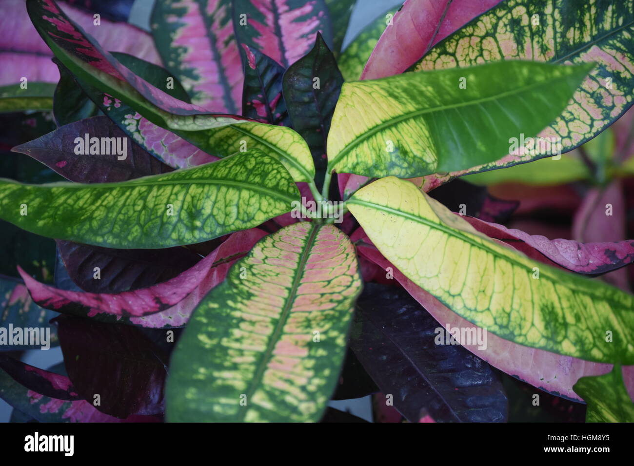Variegated green purple leaves hi-res stock photography and images - Alamy