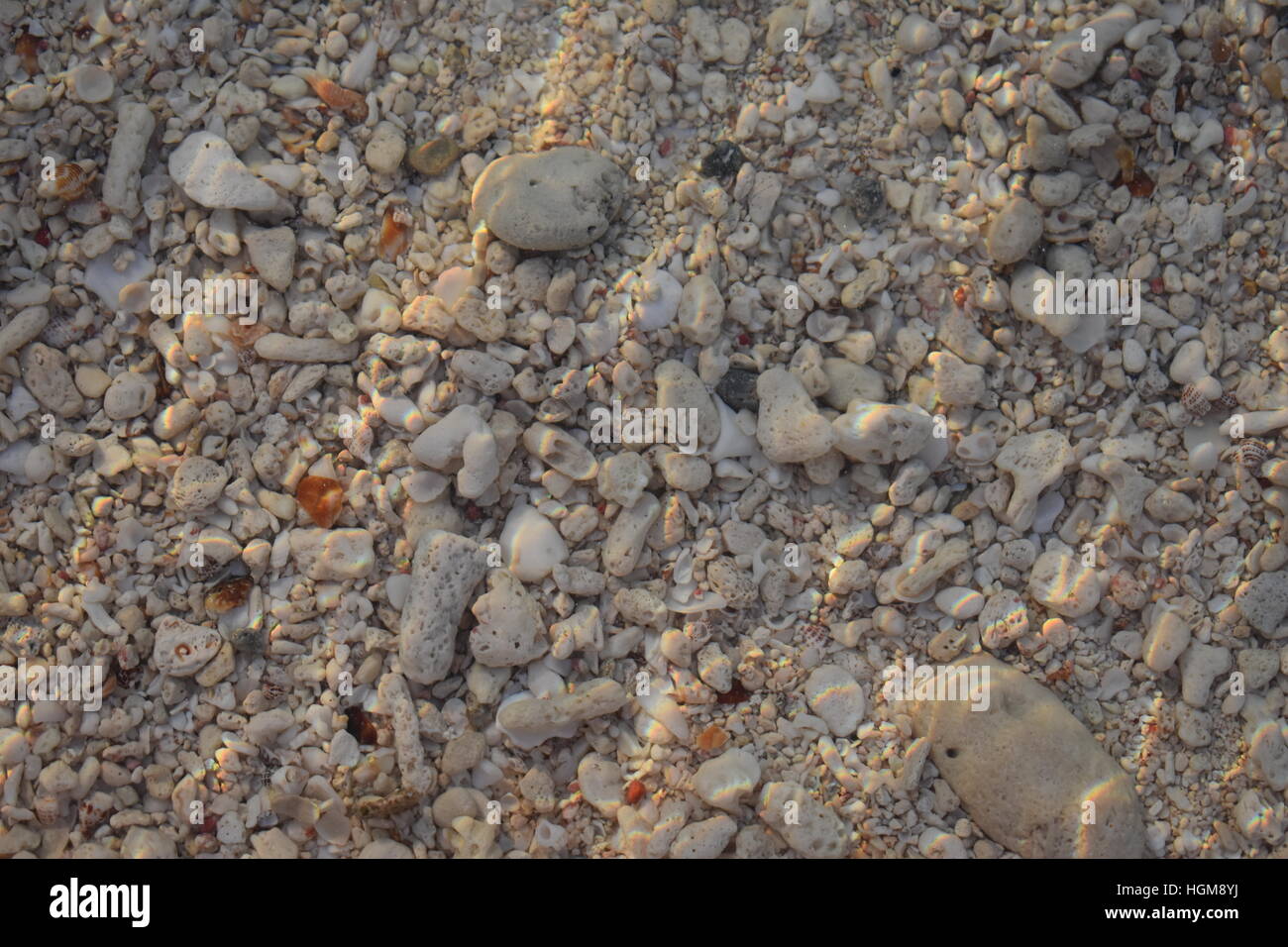 Beach pebbles rocks shells hi-res stock photography and images - Alamy