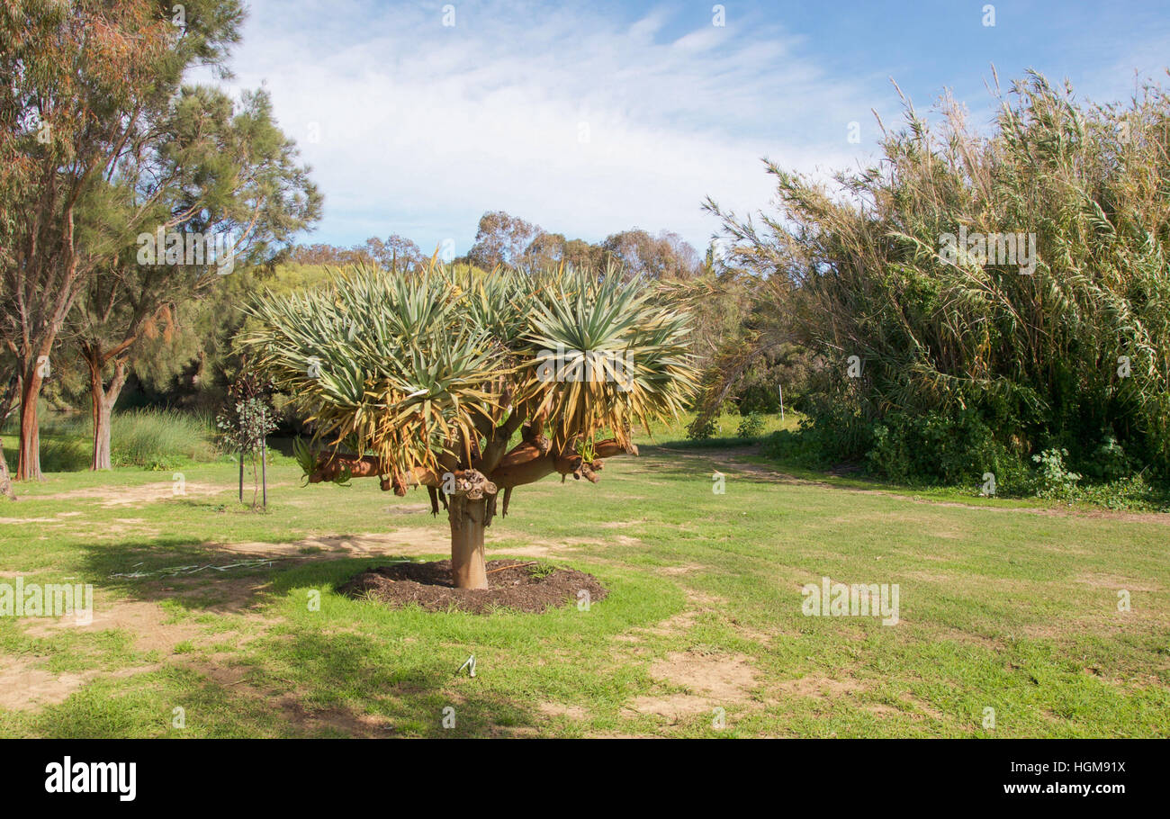 Unique tropical tree with spiky foliage at the Careniup Wetland reserve ...