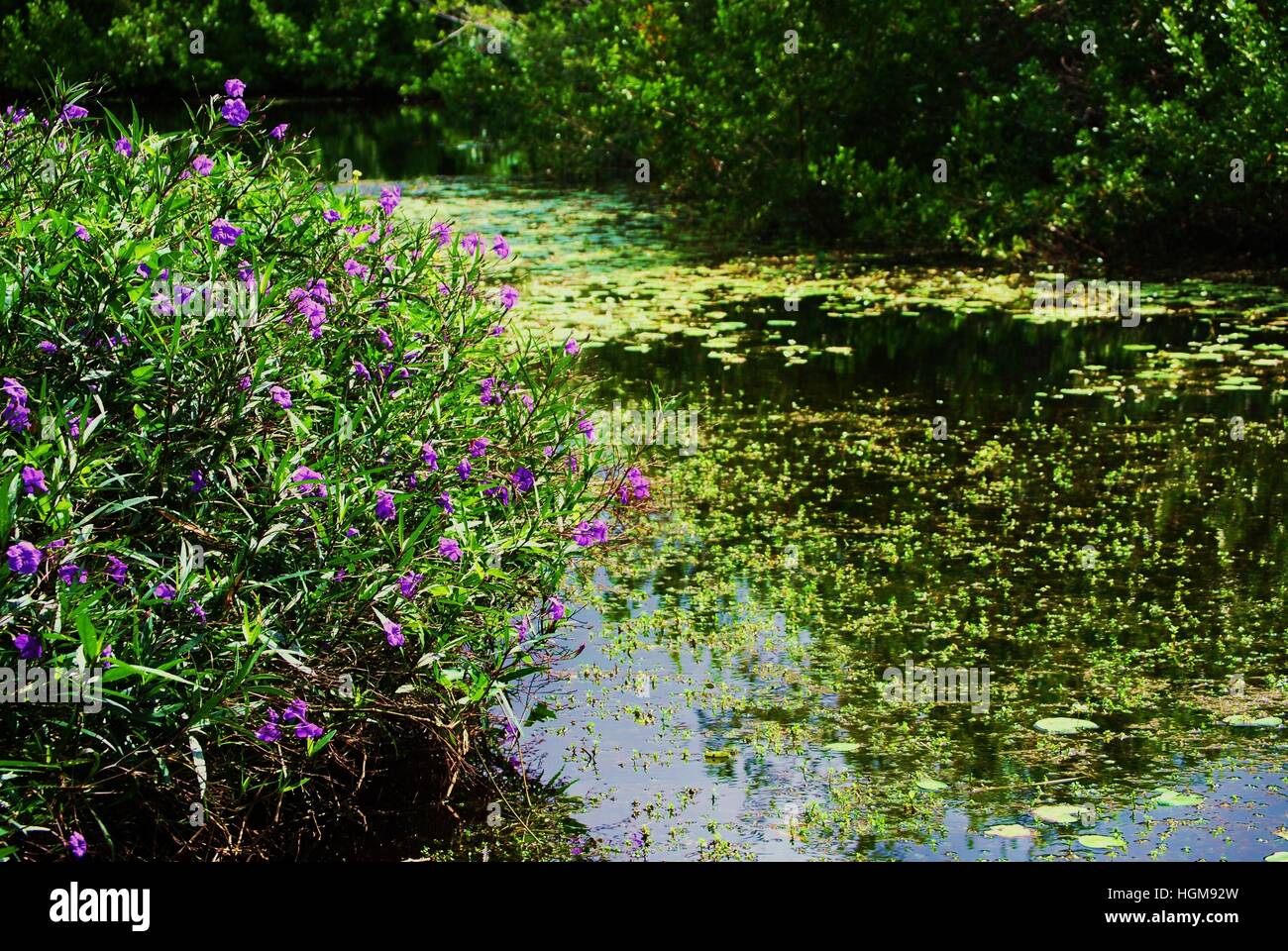 Reflection of plants hi-res stock photography and images - Alamy