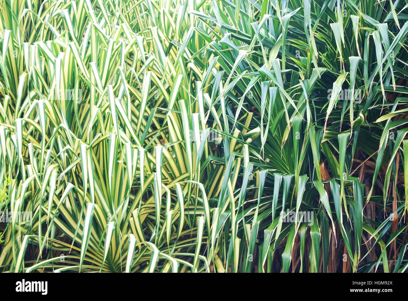 Variegated ornamental grass hi-res stock photography and images - Alamy