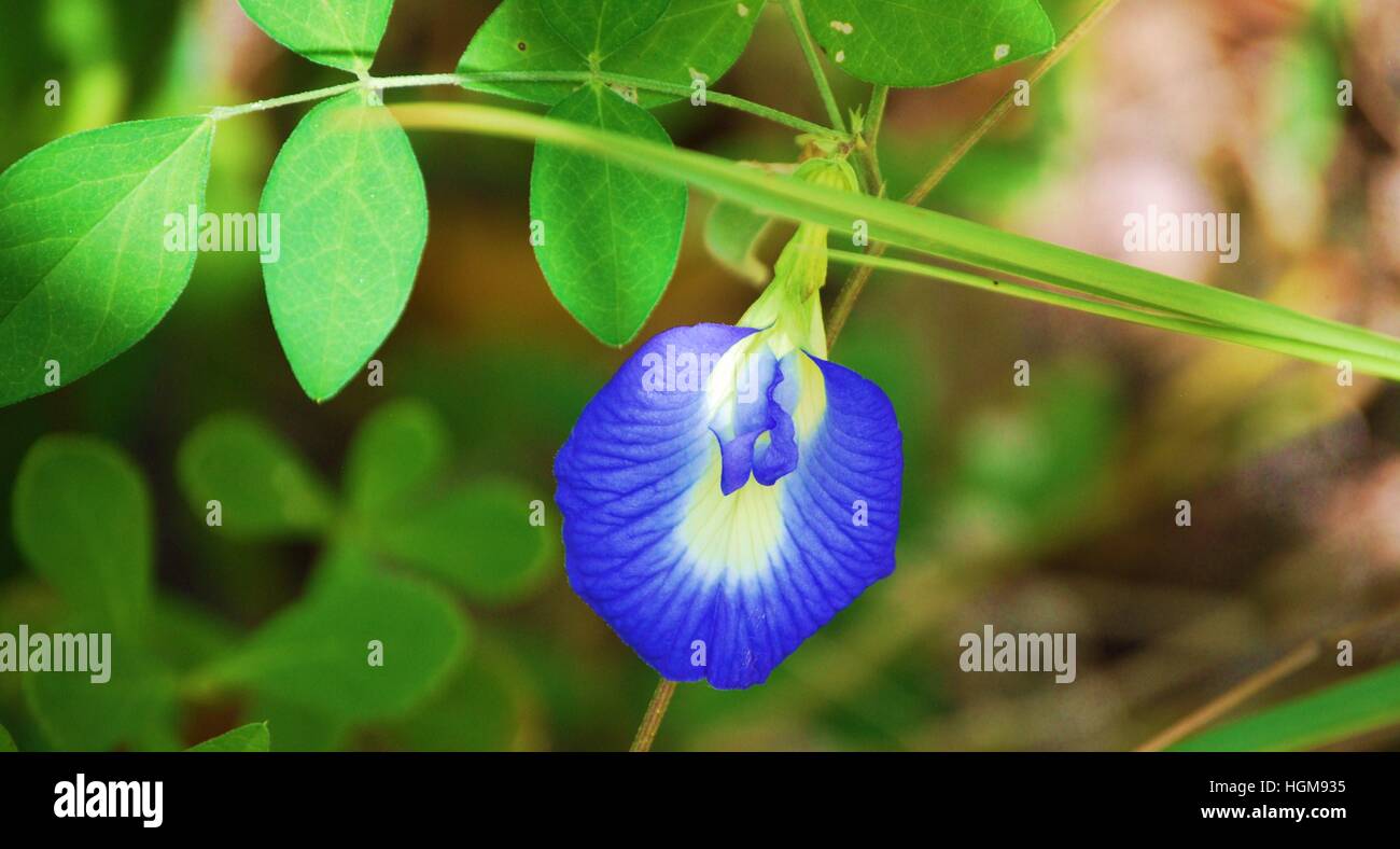 tropical sweet pea flower Stock Photo - Alamy
