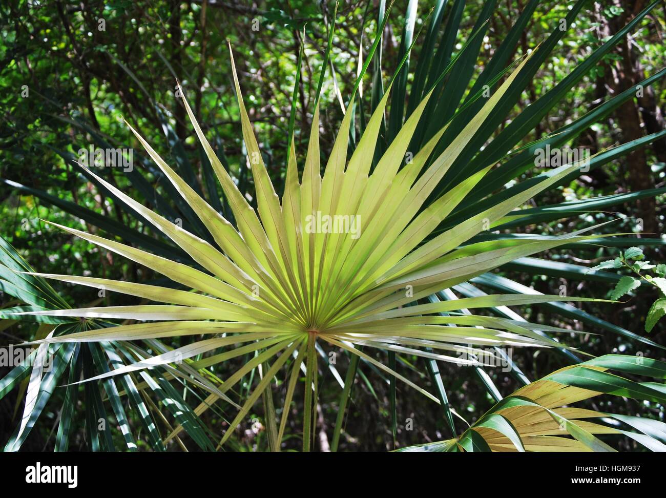 Fan palm forest hi-res stock photography and images - Alamy
