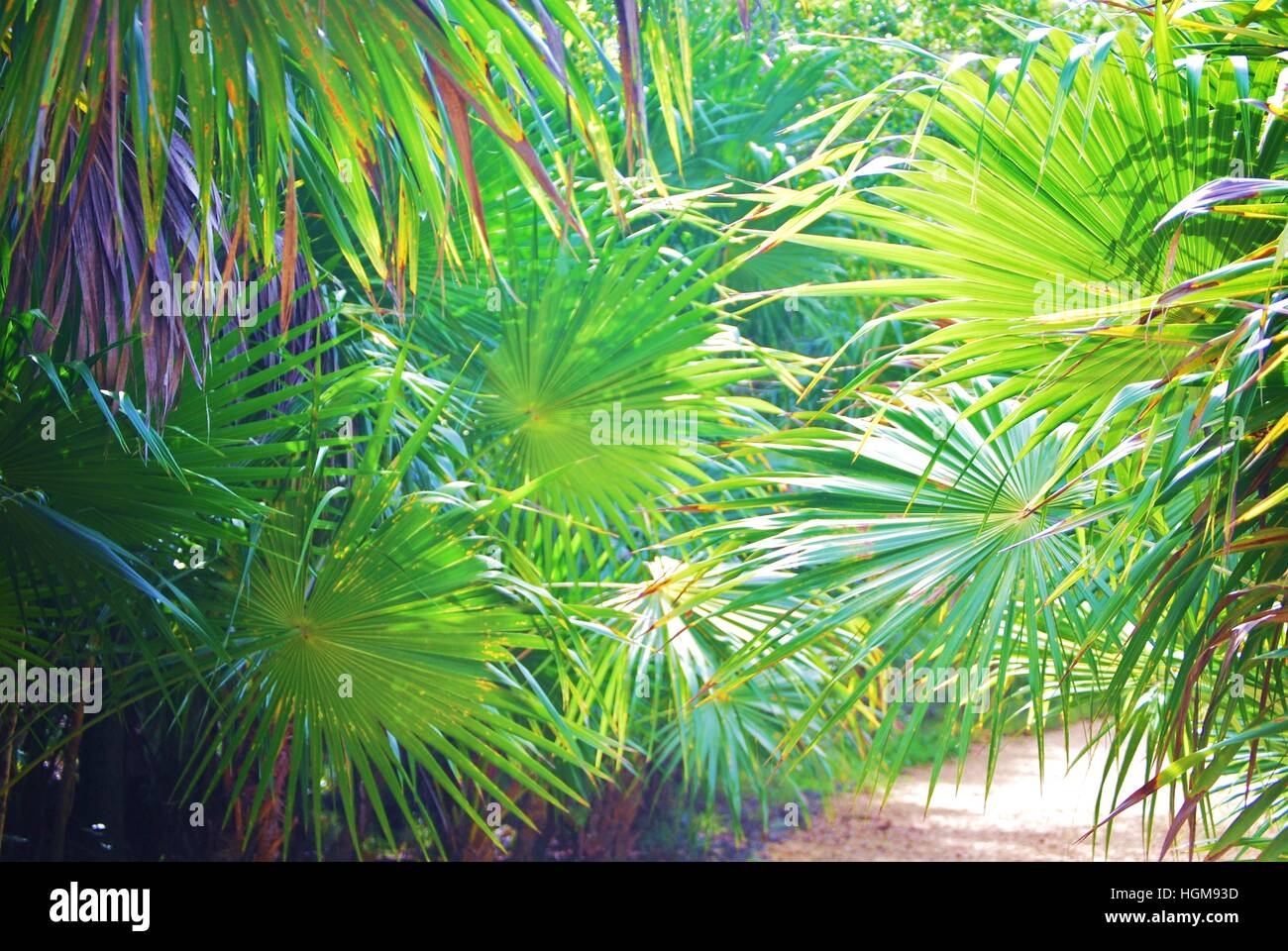 palm tree path Stock Photo - Alamy
