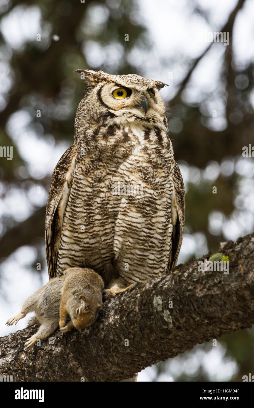 This juvenile Great Horned Owl hunted down a ground squirrel and ...