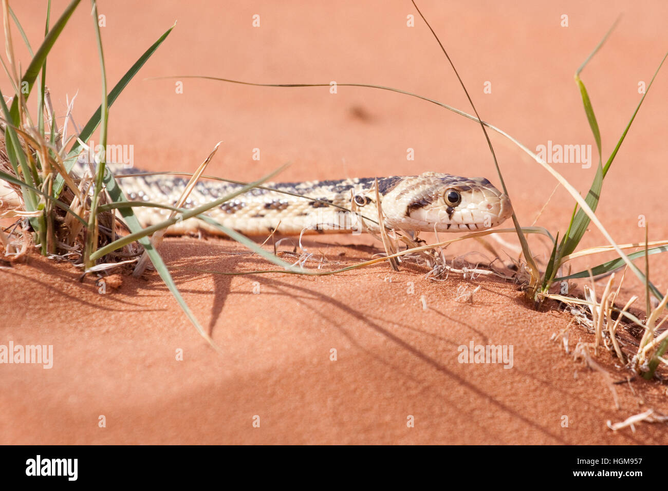 A young gopher snake slithers through long blades of green grass in the ...