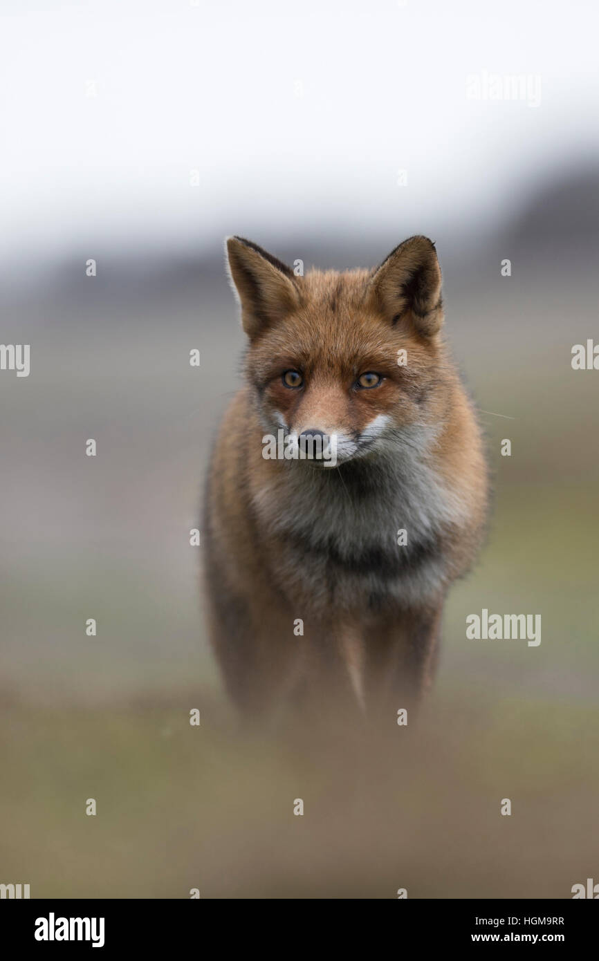 Full frontal portrait hi-res stock photography and images - Alamy