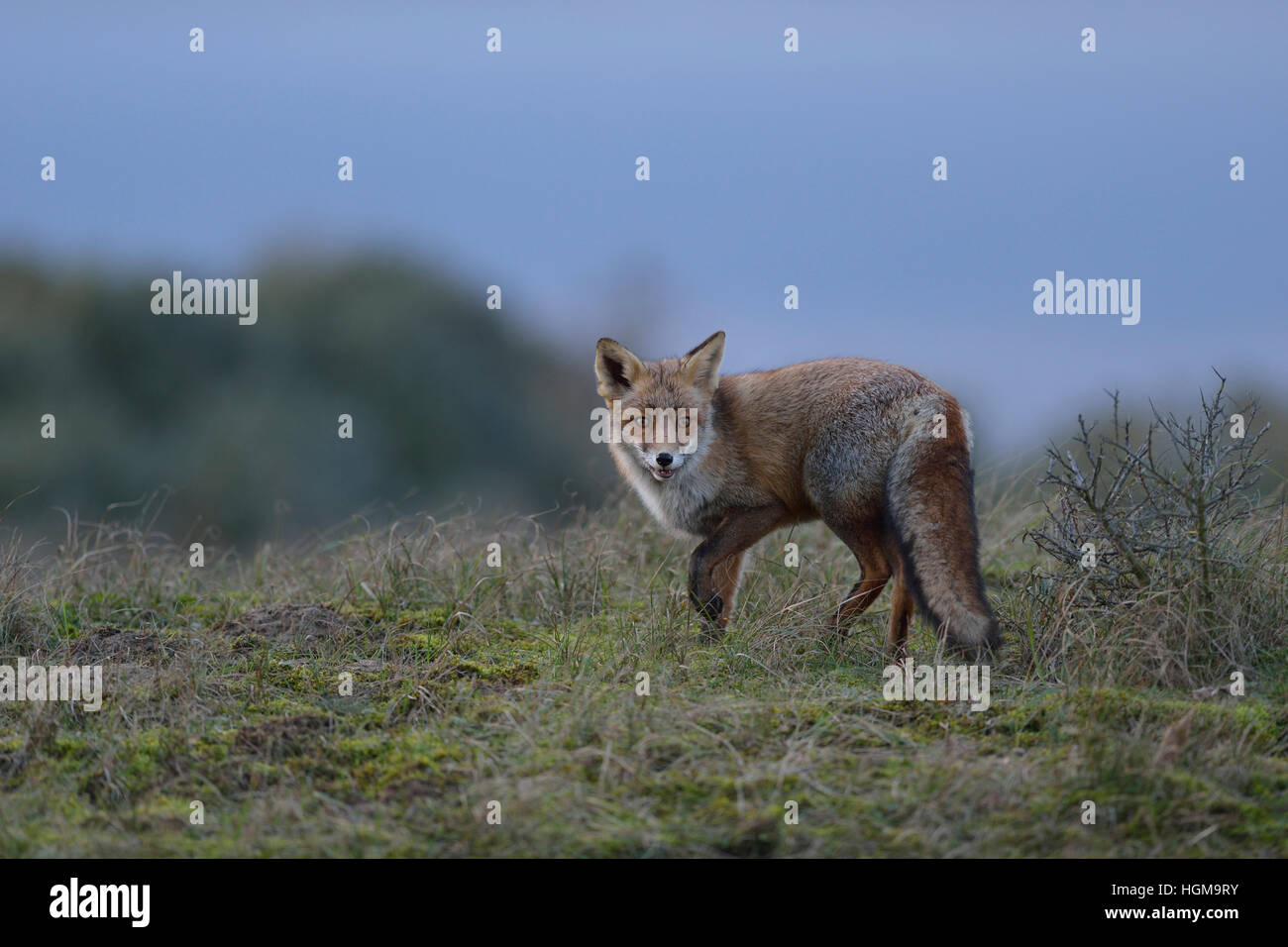Red Fox ( Vulpes vulpes ) turning around, stands on a little hill, late ...