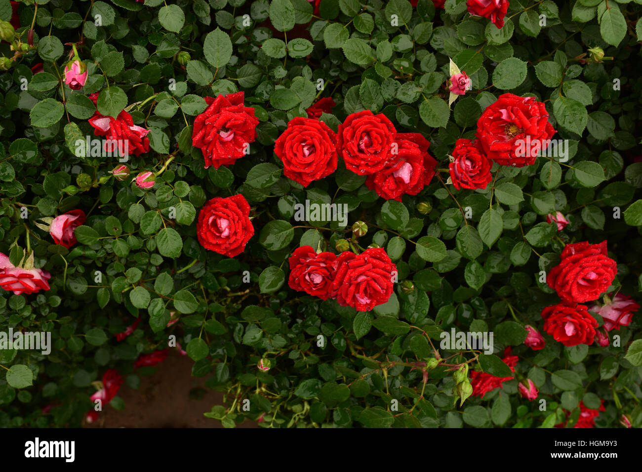 Wet roses hi-res stock photography and images - Alamy