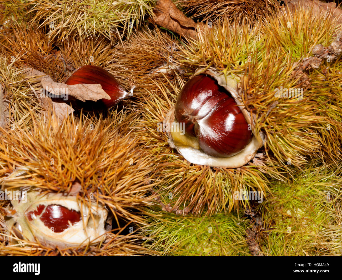 Sweet Chestnut fruits. (Castanea sativa) as seen on the woodland floor ...