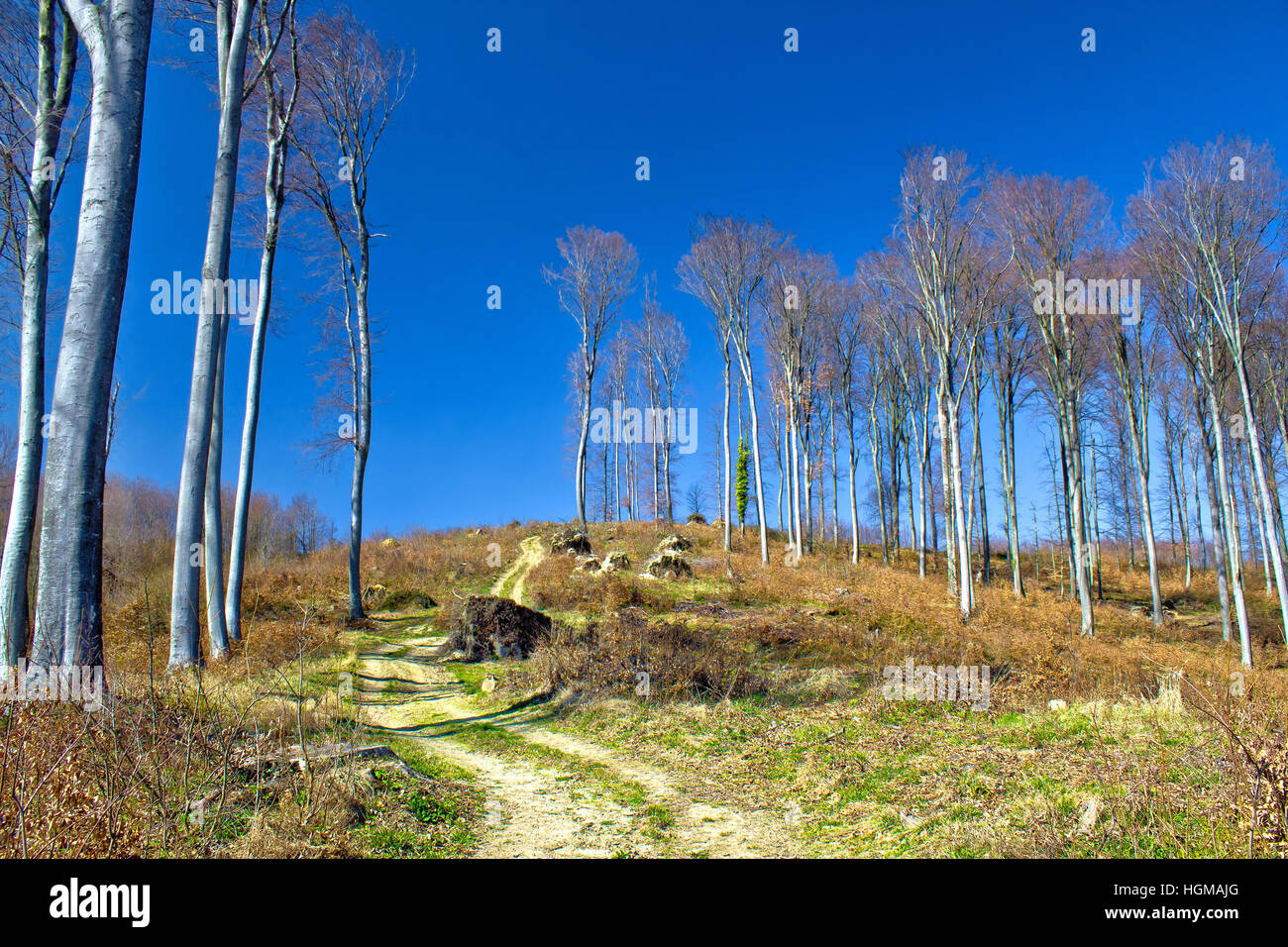 Forest hill path winter view, Prigorje, Croatia Stock Photo - Alamy