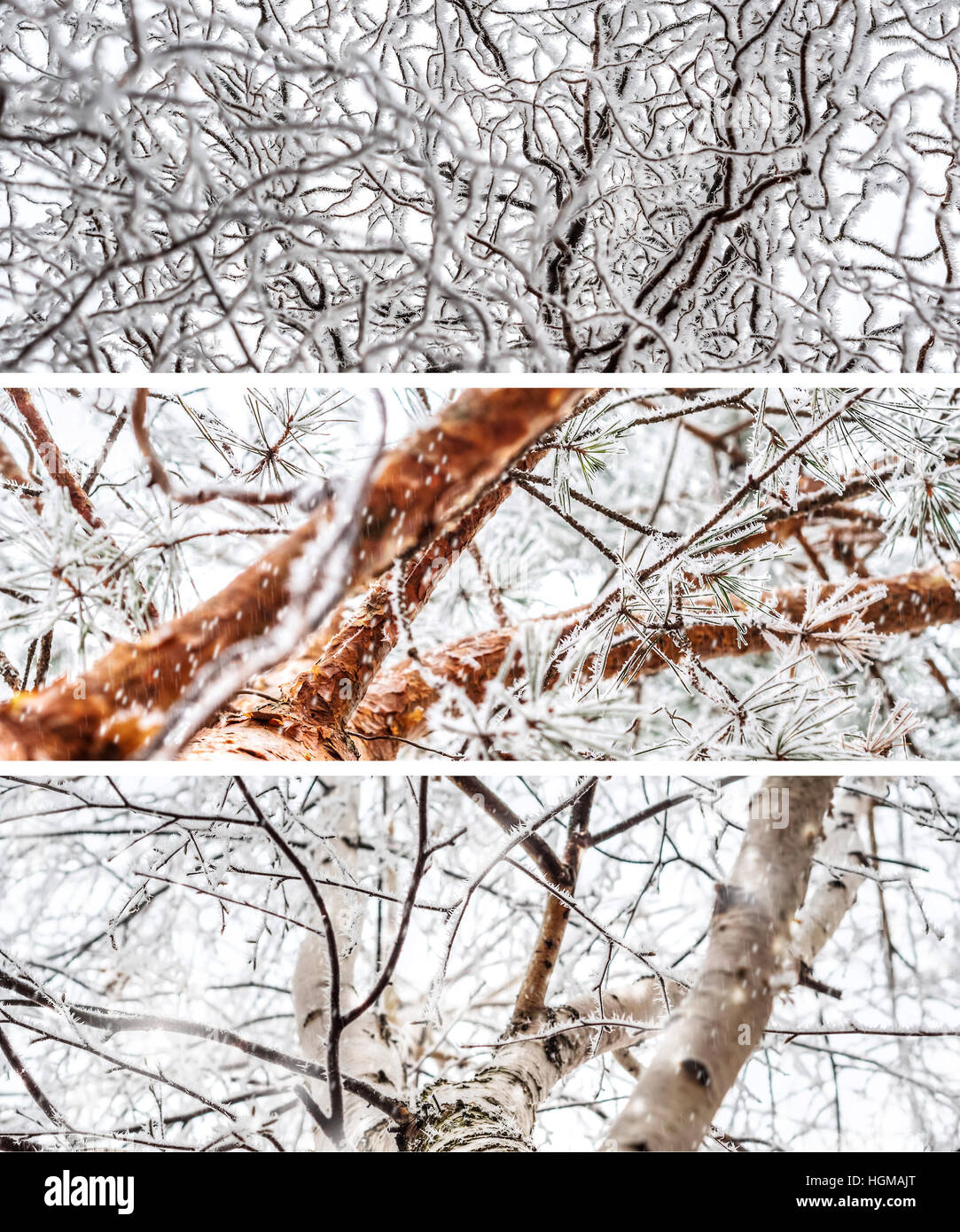 collage of trees in winter, pine, willow and birch Stock Photo - Alamy