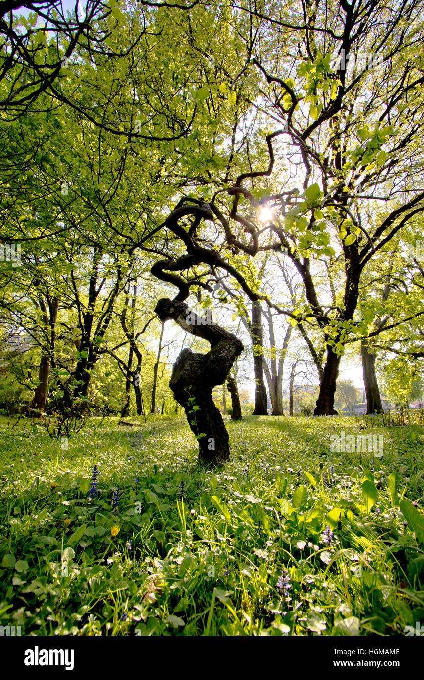 Forrest green tree view in botanical garden Stock Photo - Alamy