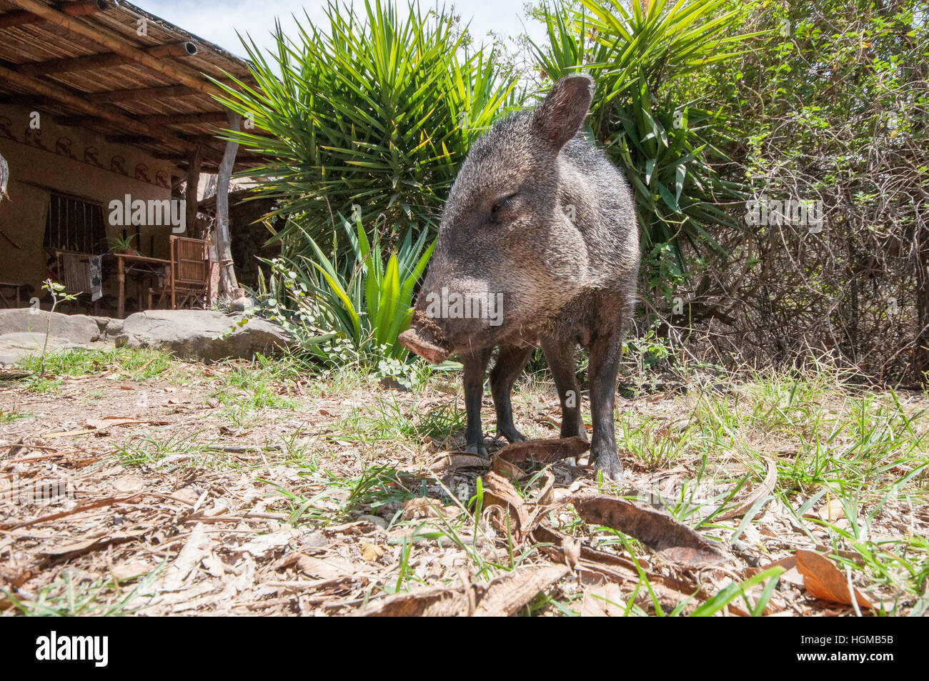 Collared Peccary (Pecari tajacu) known locally as Sajino in Lambayeque ...