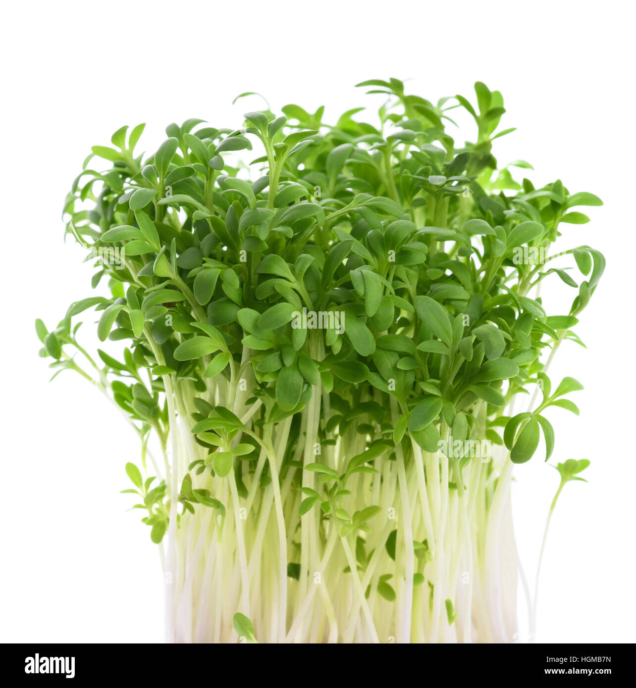 Cress plants hi-res stock photography and images - Alamy