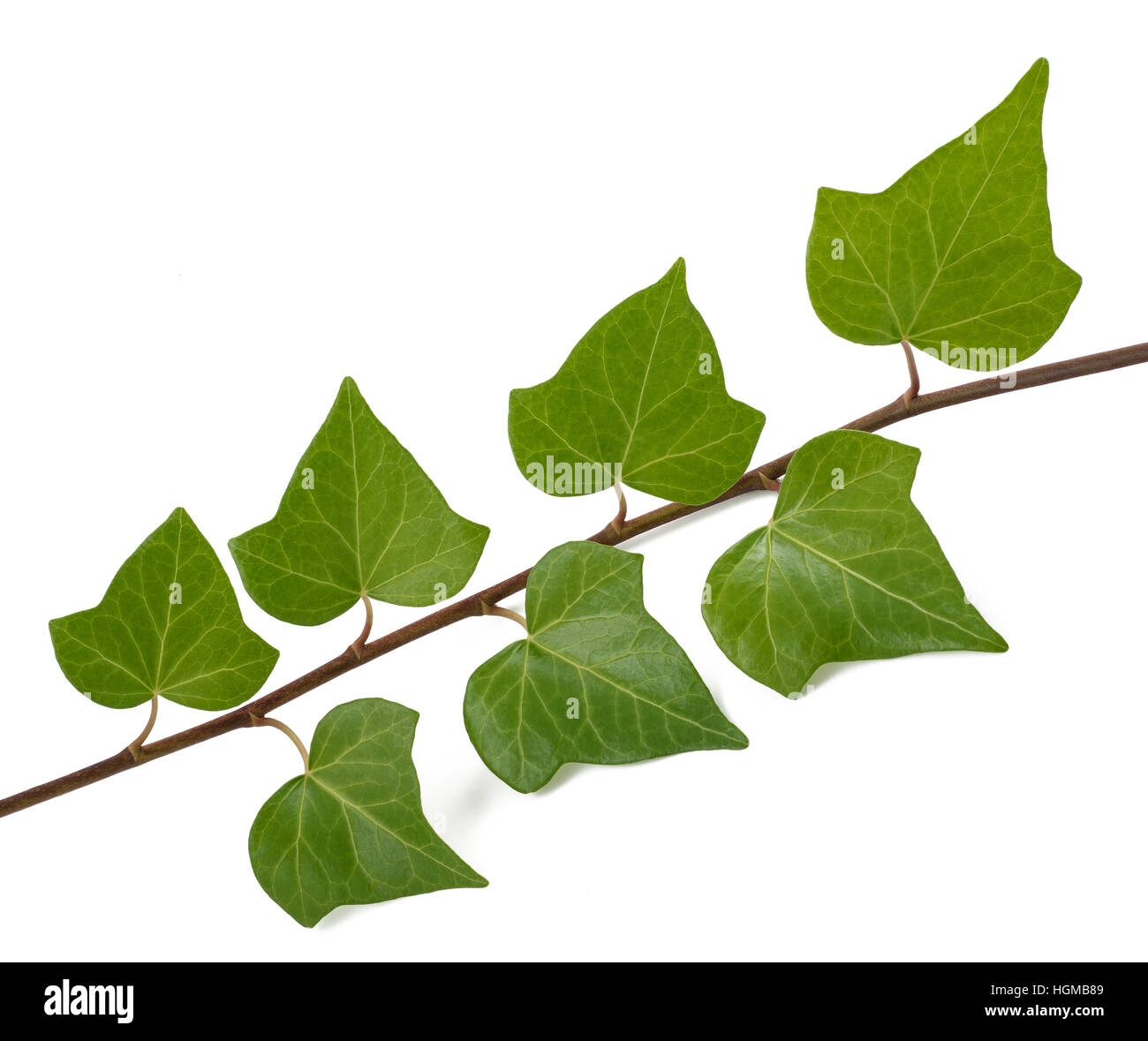 Ivy branch isolated on white background Stock Photo - Alamy