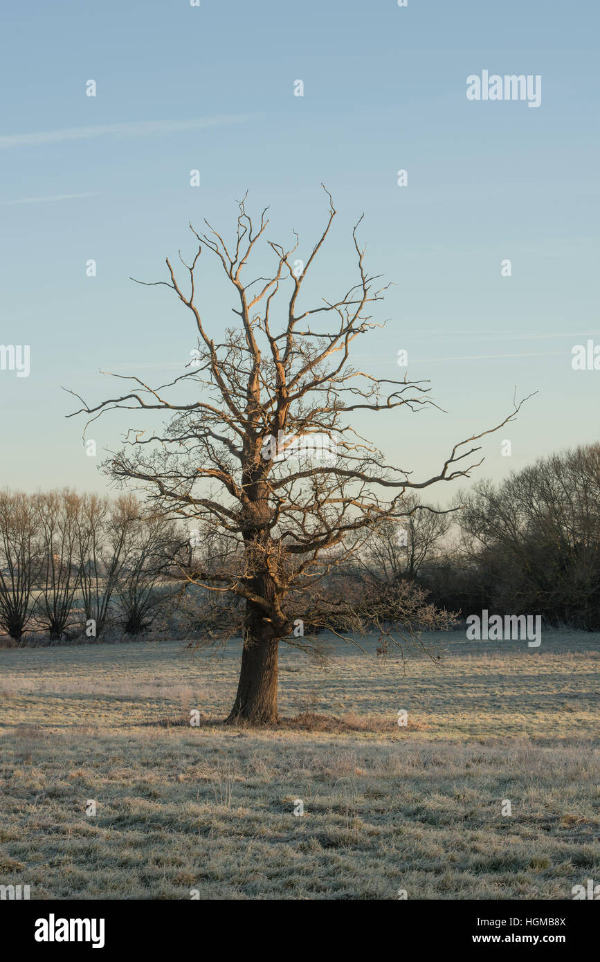 Dead tree in winter hi-res stock photography and images - Alamy