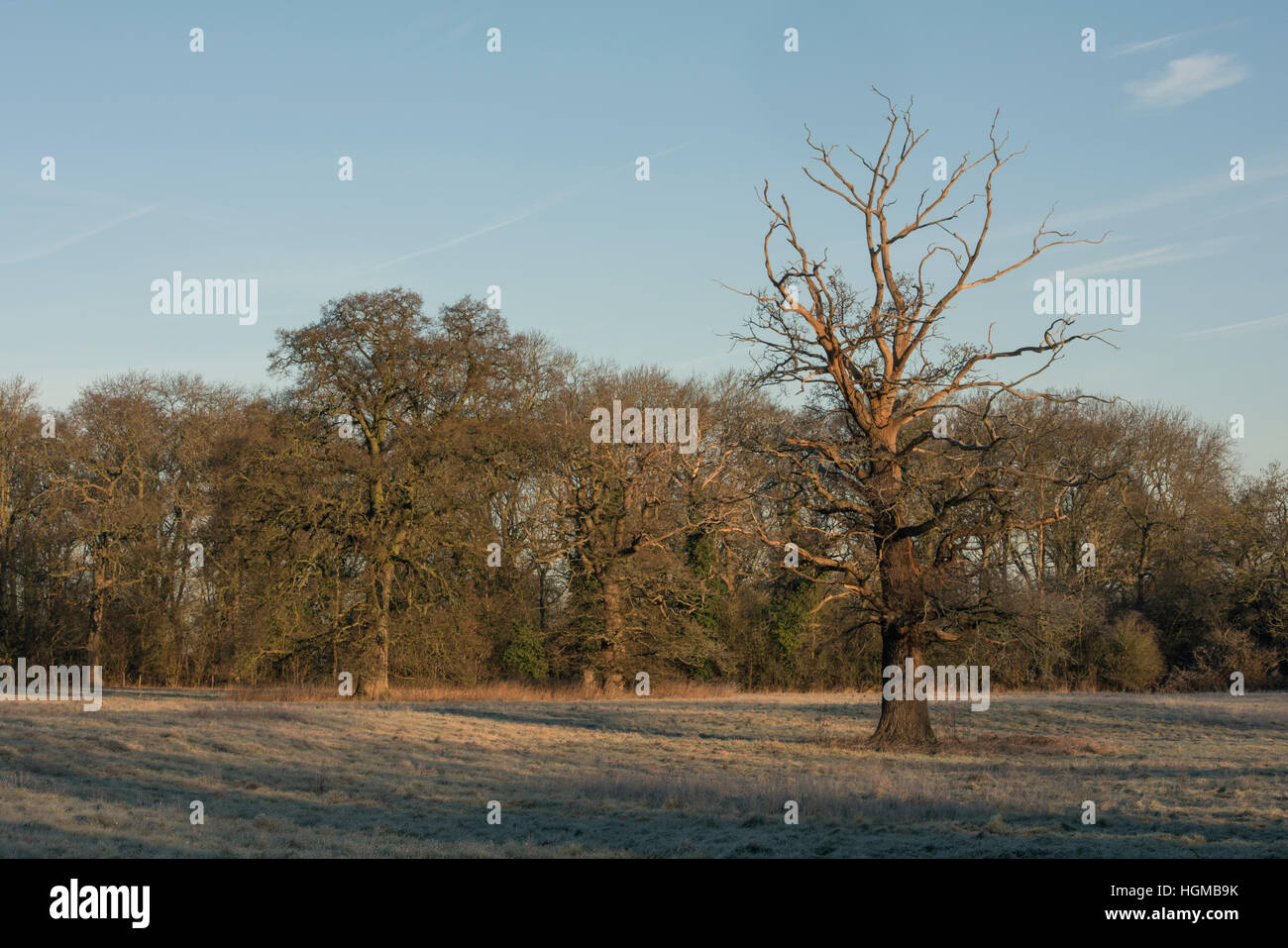 Dead tree in winter hi-res stock photography and images - Alamy