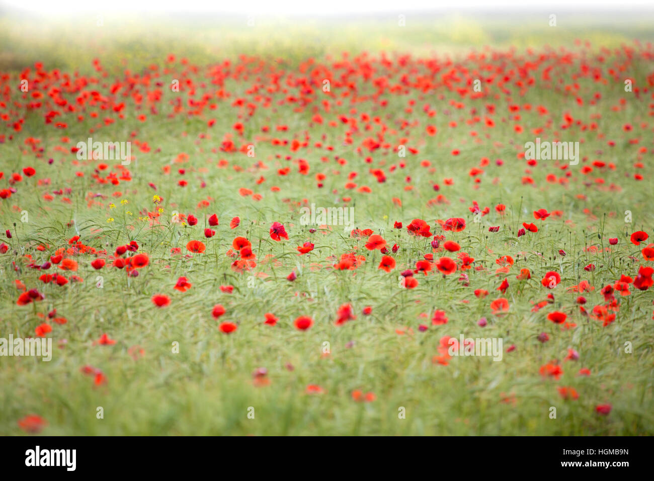 Field poppy garden hi-res stock photography and images - Alamy