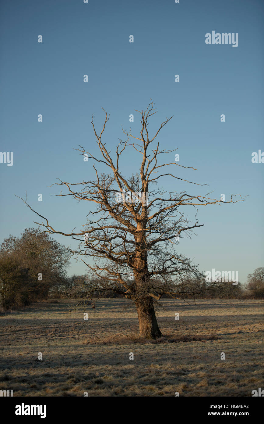 Dead Tree In Winter Stock Photos & Dead Tree In Winter Stock Images - Alamy