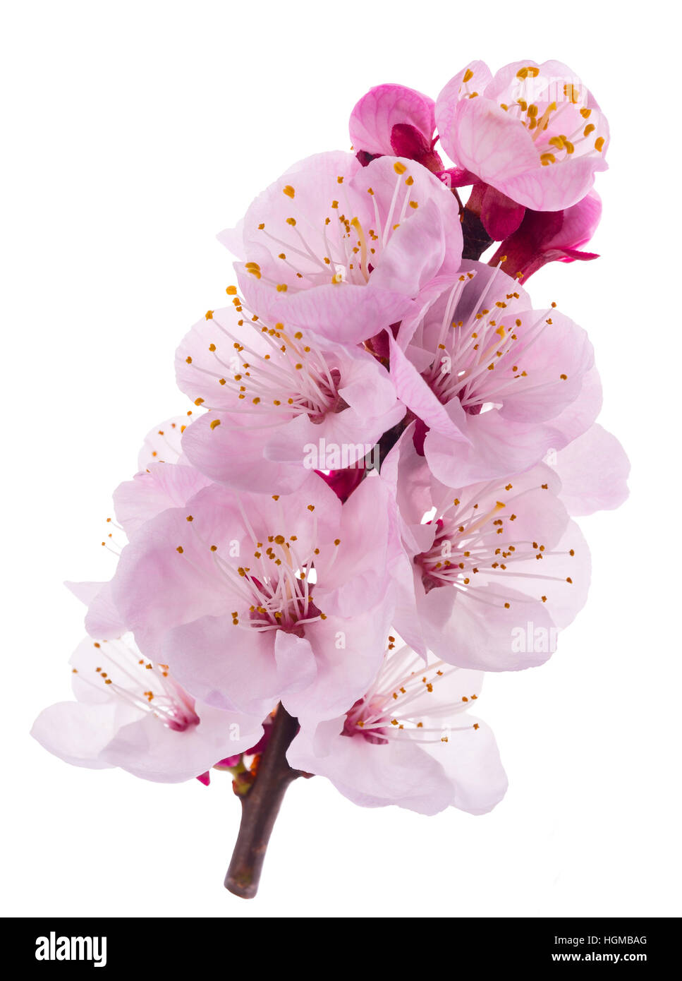 Apricot cherry blossom hi-res stock photography and images - Alamy