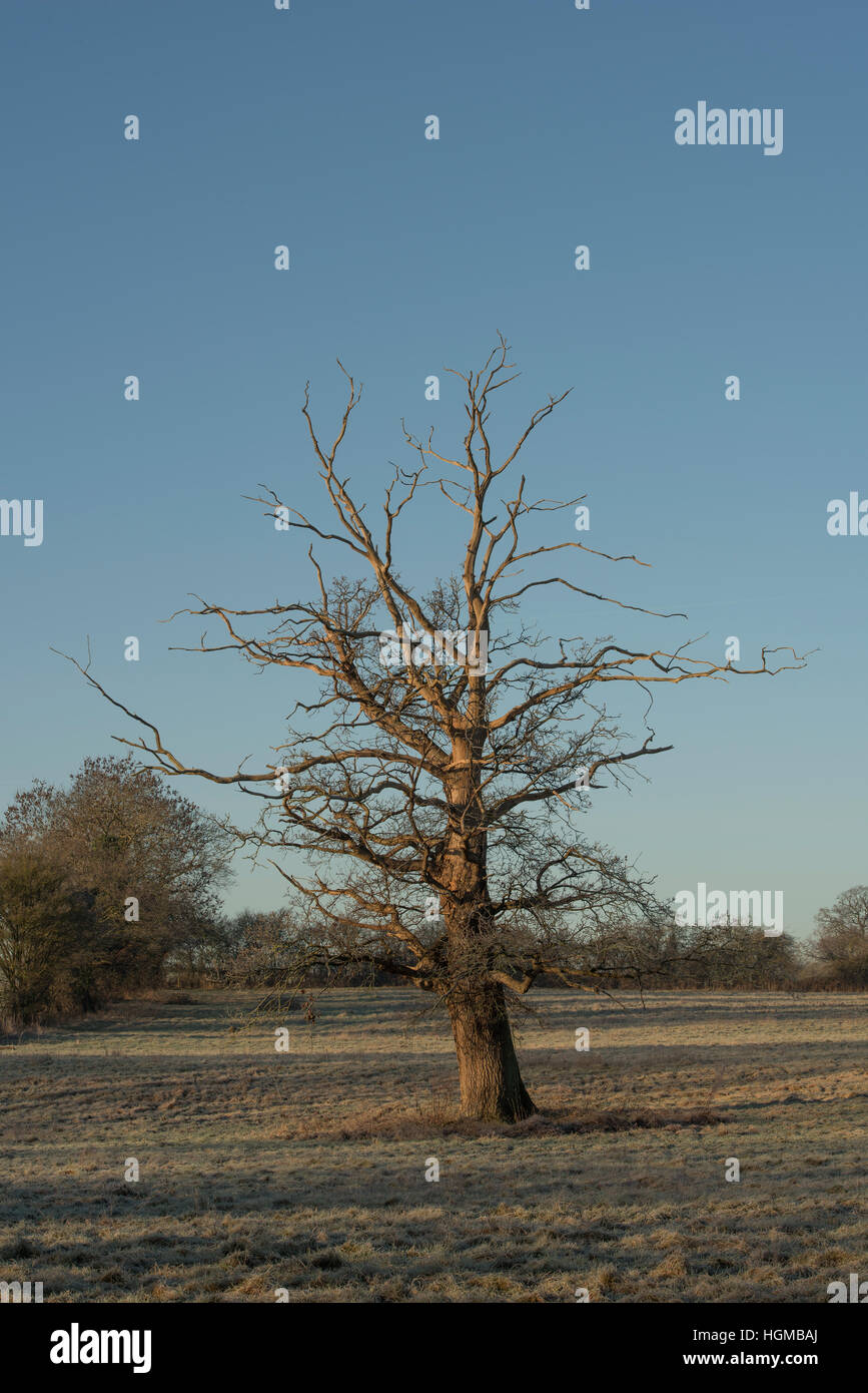 Dead tree in winter hi-res stock photography and images - Alamy