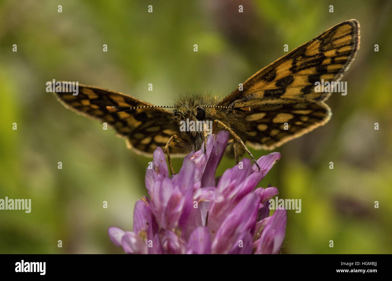 Chequered skipper butterflies hi-res stock photography and images - Alamy