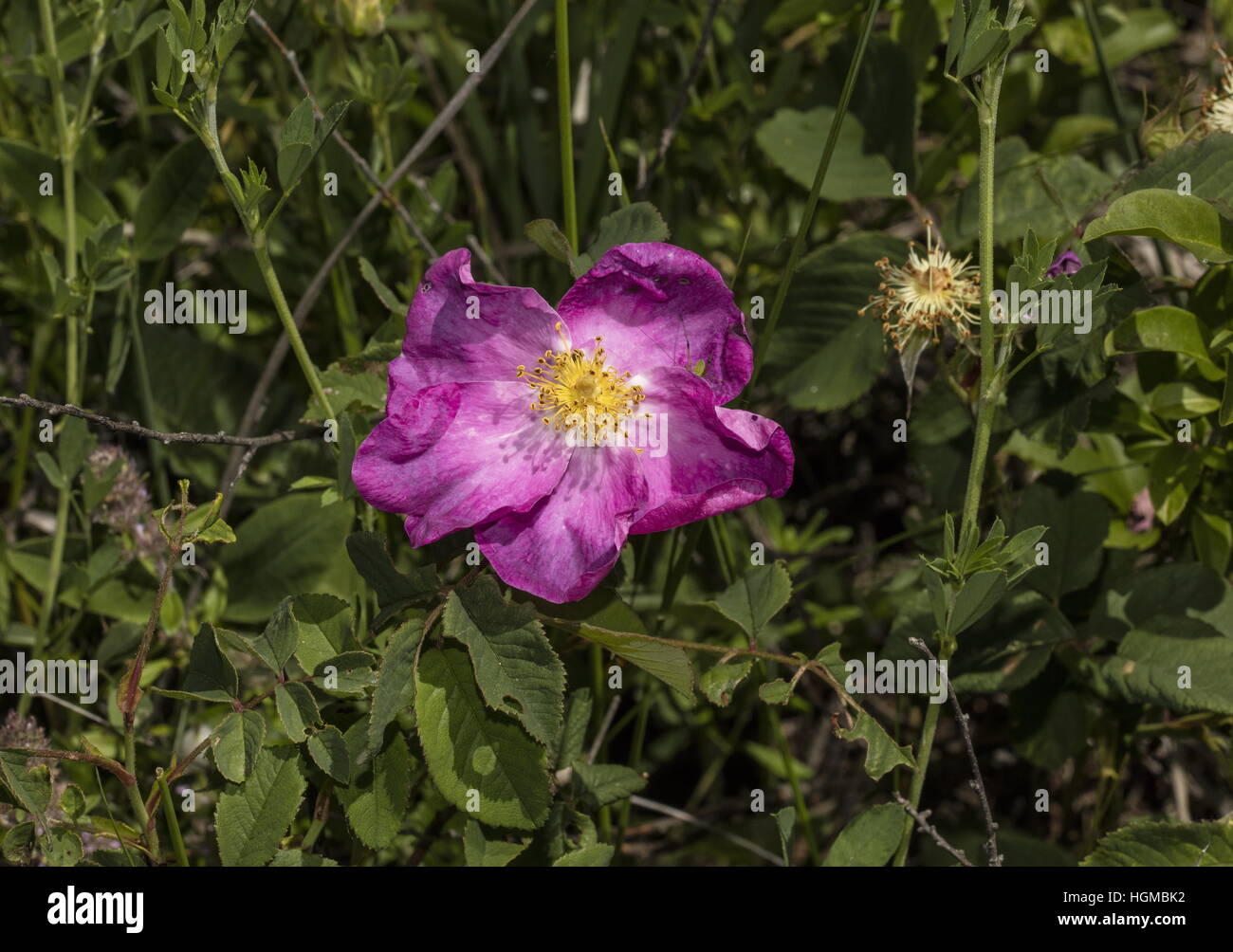 French Rose Rosa Gallica High Resolution Stock Photography and Images ...
