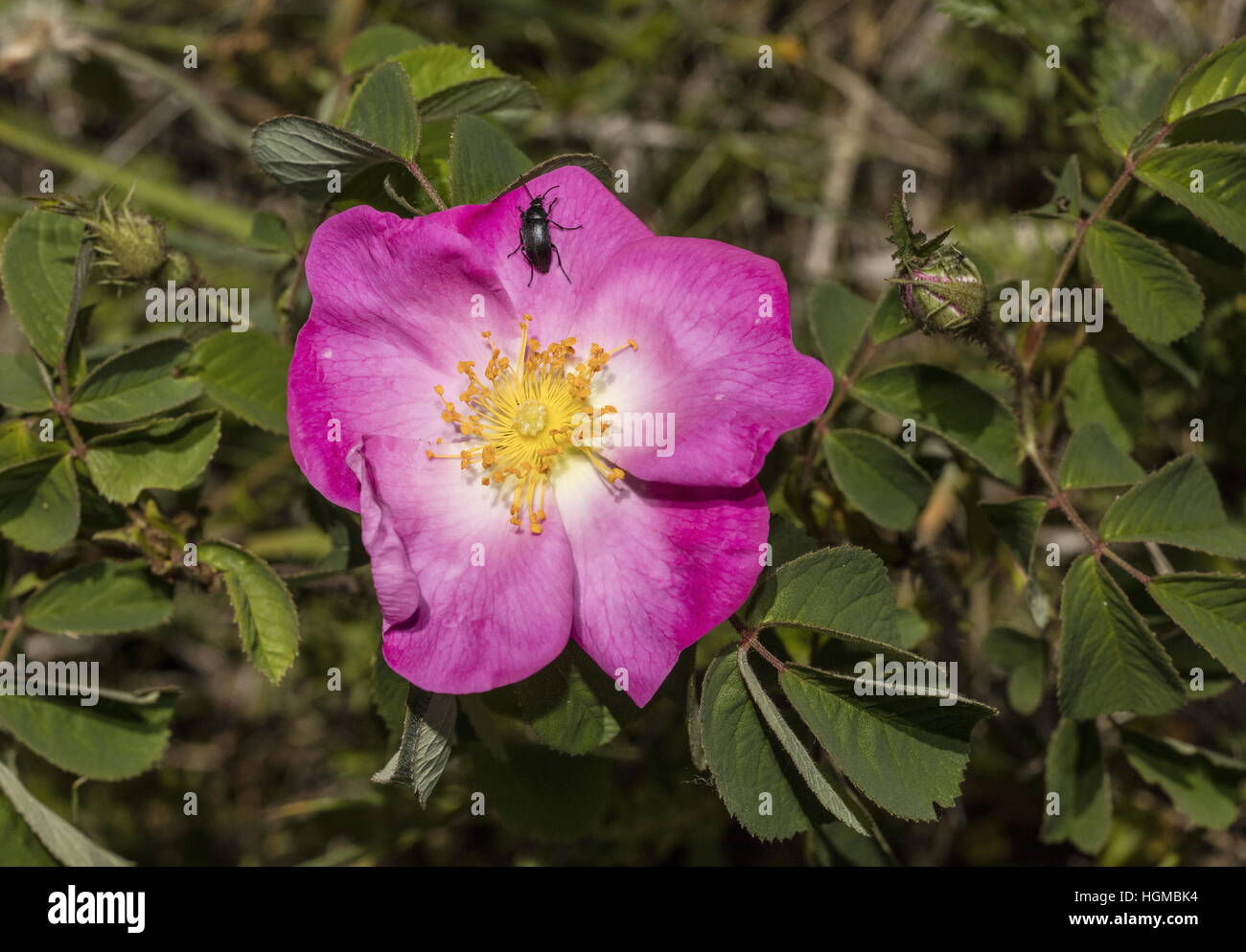 Gallic rose, Rosa gallica, in flower on limestone grassland, Slovakia ...