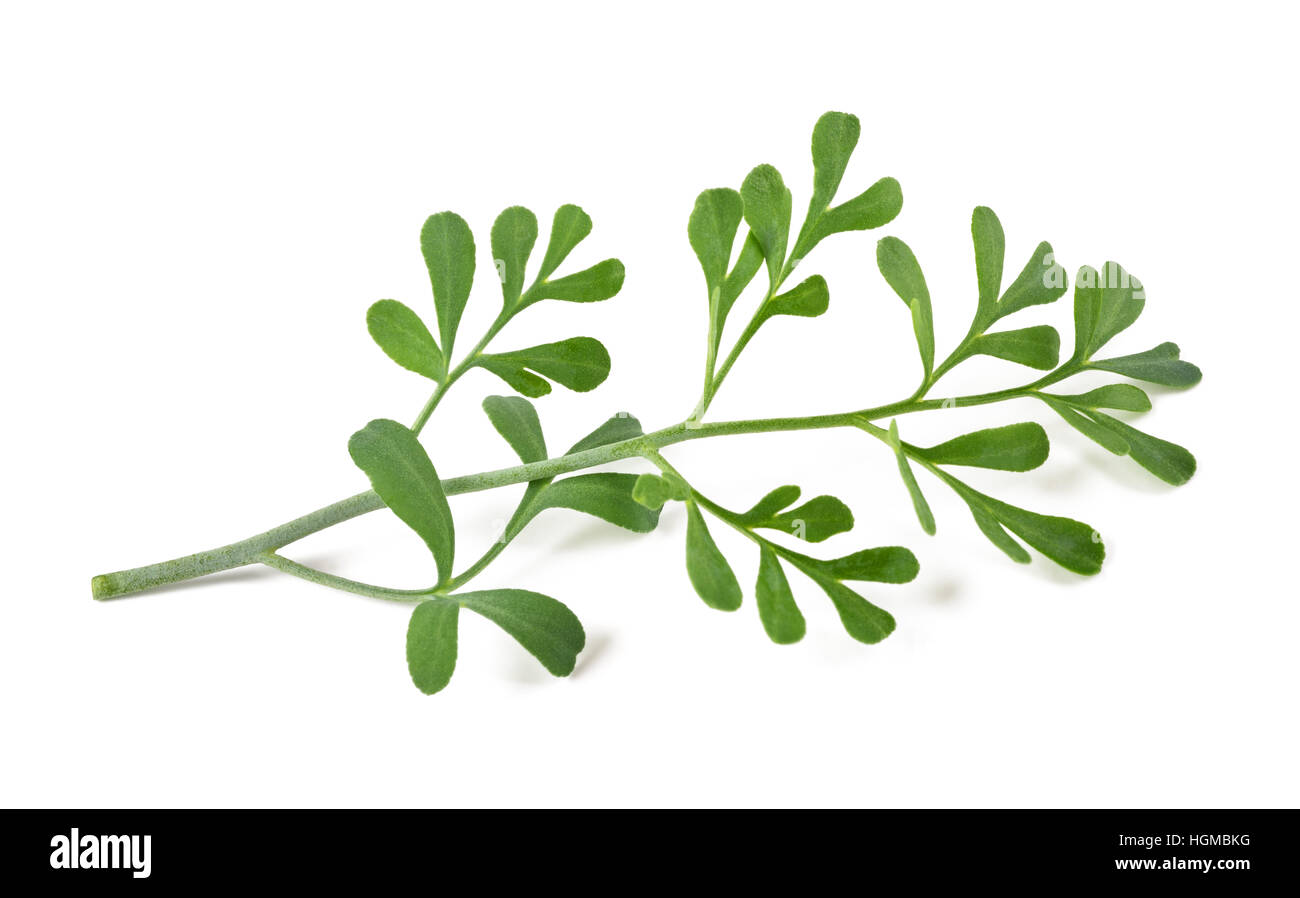 Common rue bunch isolated on white background Stock Photo - Alamy