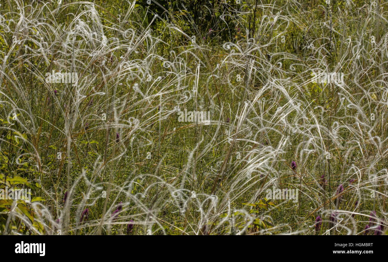 A feather grass, Stipa capillata, after flowering on steep limestone ...