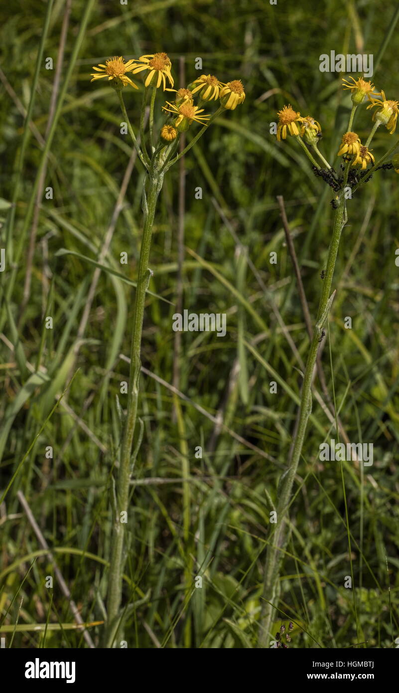 Field Fleawort, Senecio integrifolius in flower in limestone grassland ...