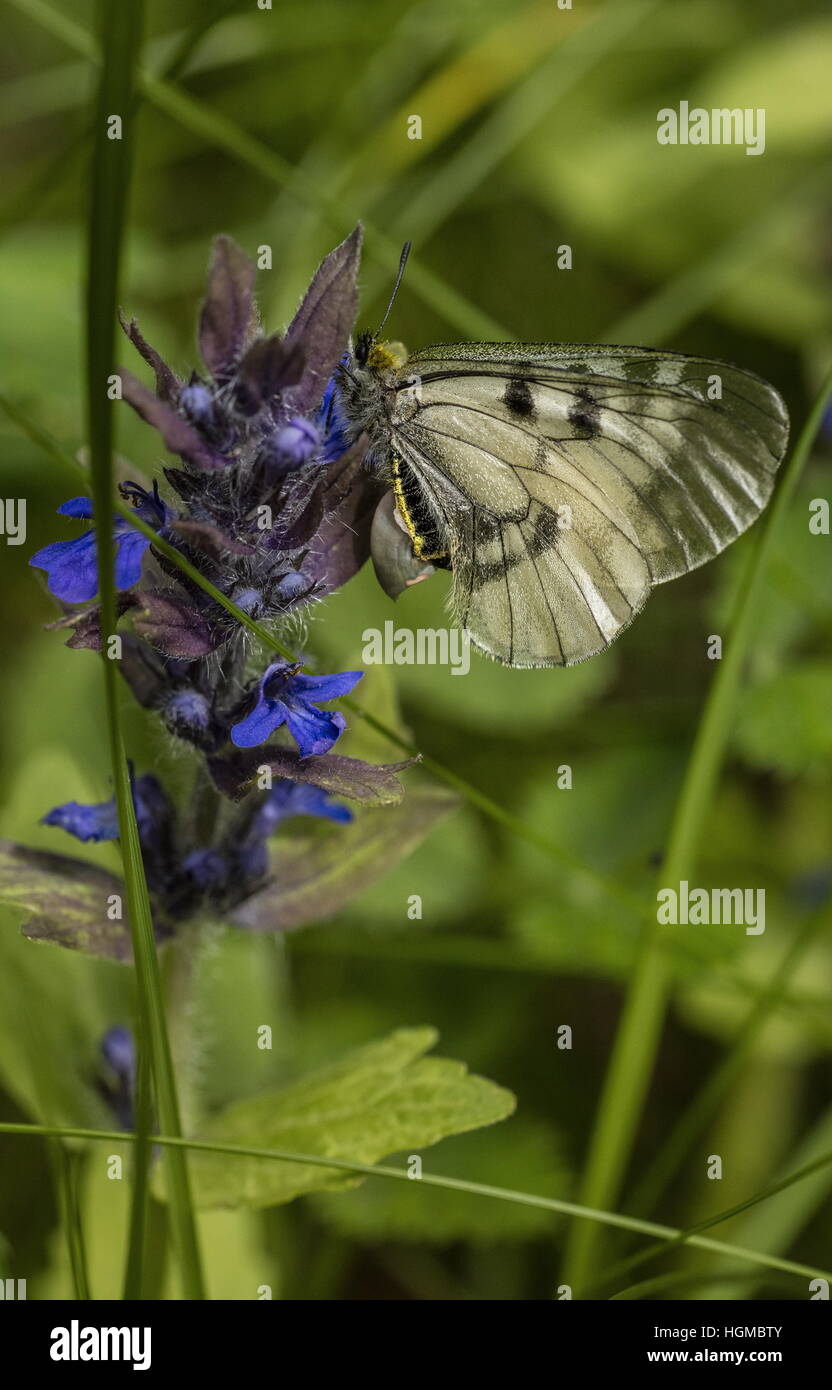 Clouded Apollo, Parnassius mnemosyne, female butterfly settled on bugle ...