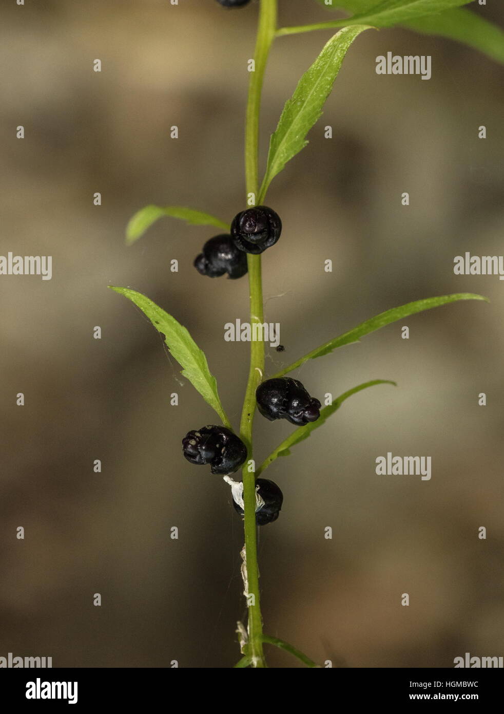 Bulbils hi-res stock photography and images - Alamy