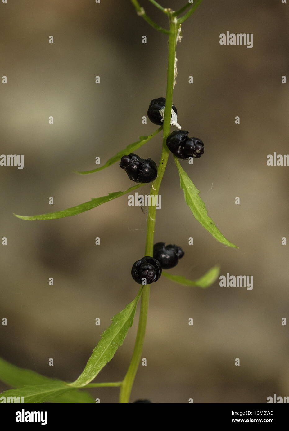 Bulbils on Coralroot Bittercress, Cardamine bulbifera - alternative to ...