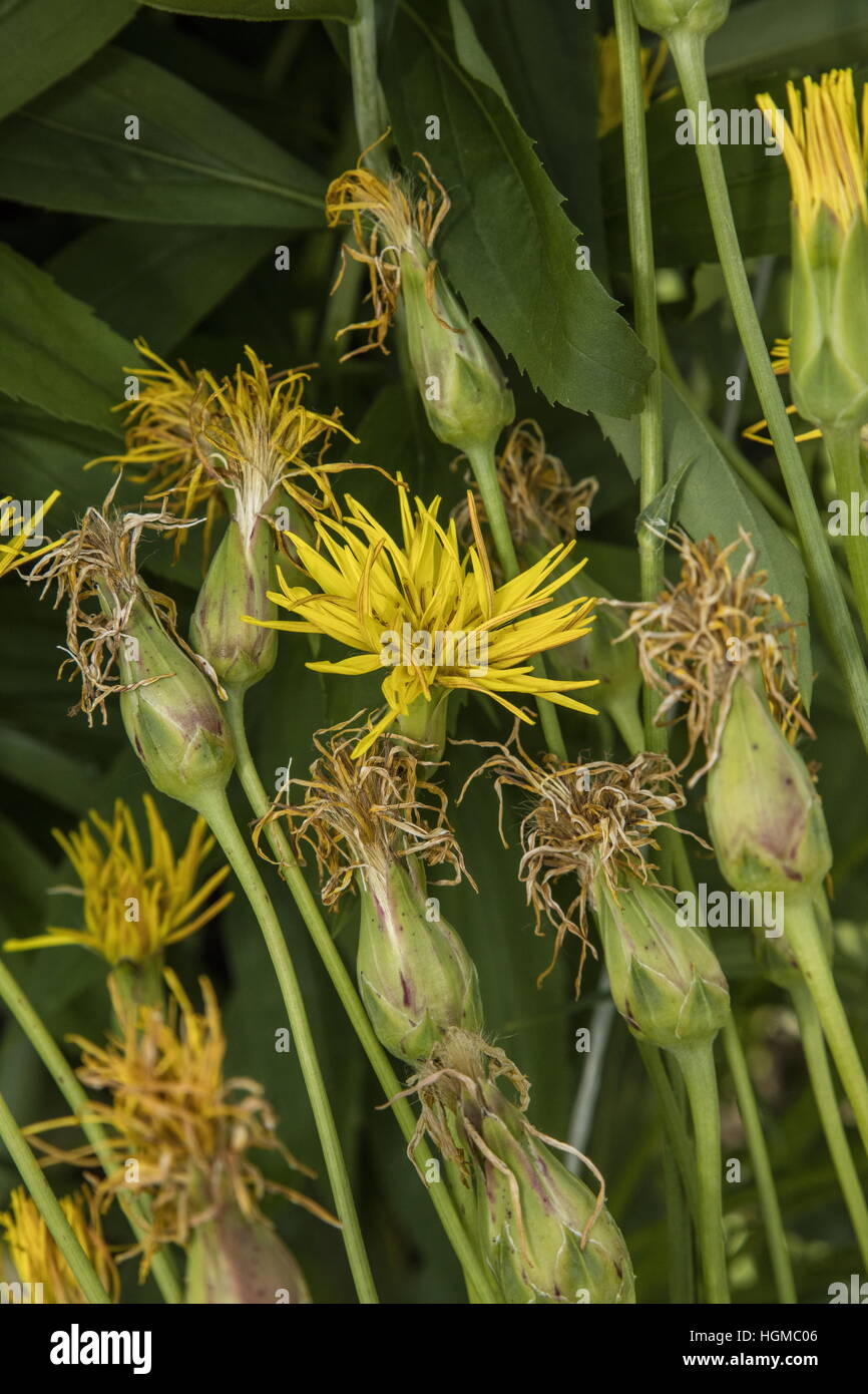 Black salsify or Spanish salsify, Scorzonera hispanica, grown as edible ...