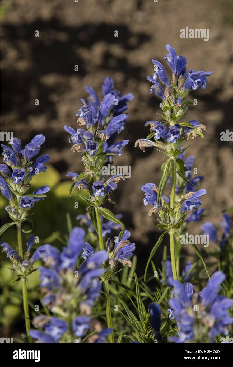 Dragon's Head, Dracocephalum grandiflorum, from Siberia, widely grown ...