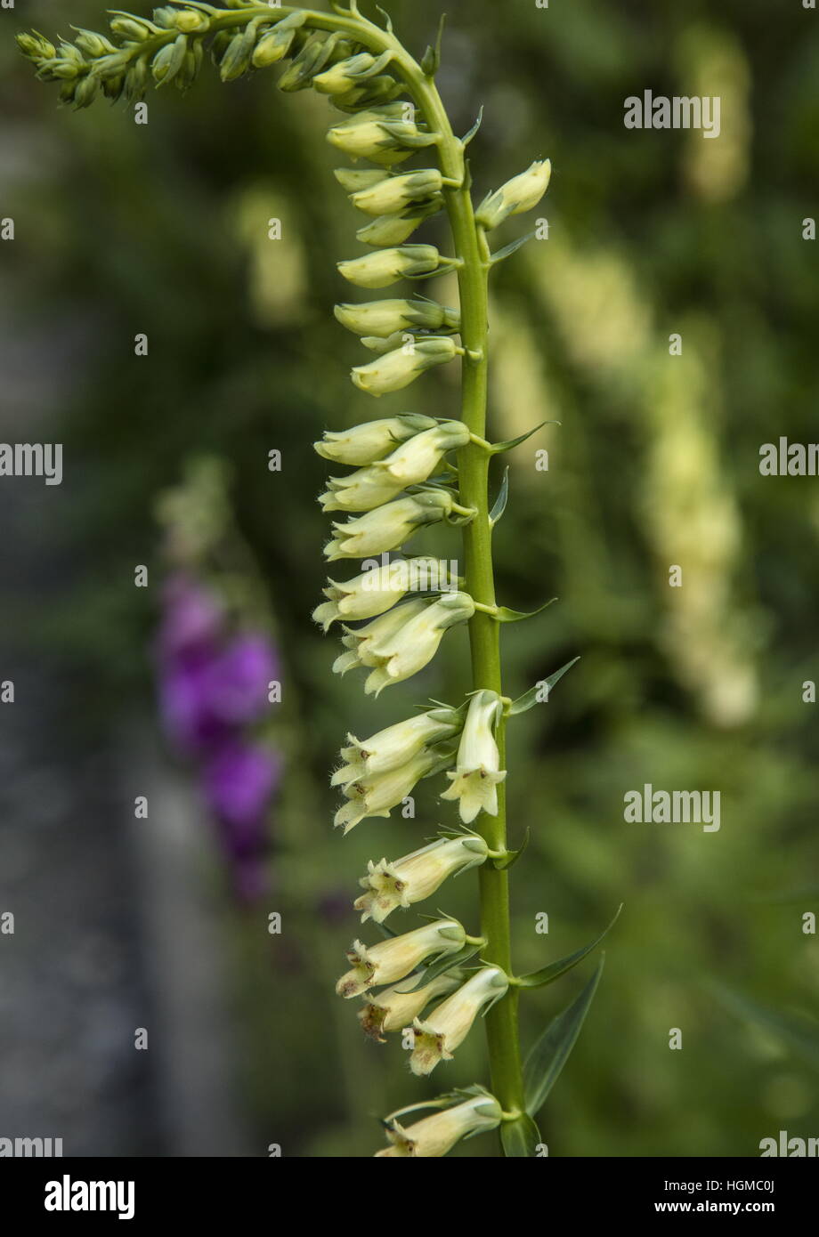 Small yellow foxglove, Digitalis lutea, in flower in the Alps Stock ...